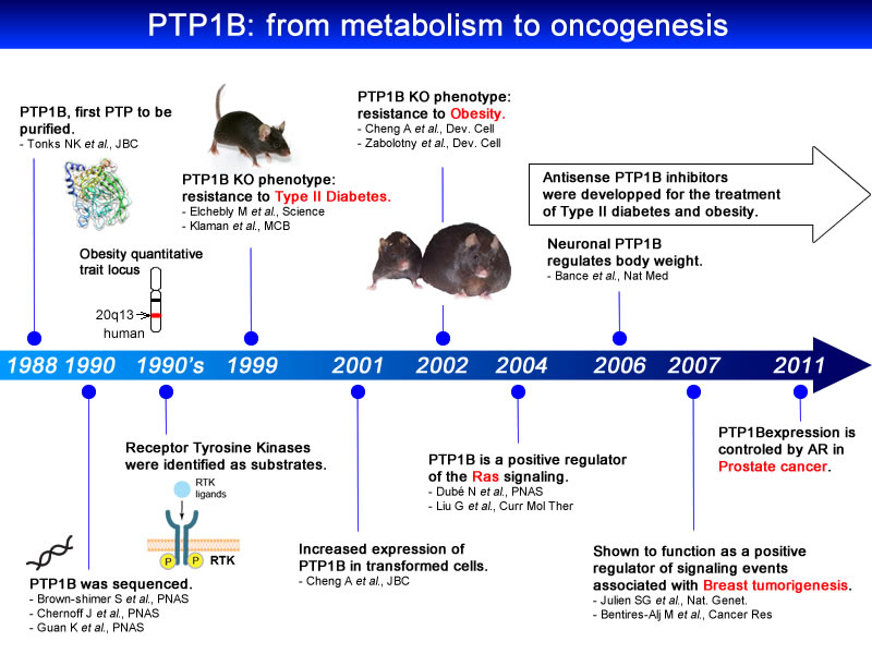 PTP1B - Michel L. Tremblay Lab | McGill University